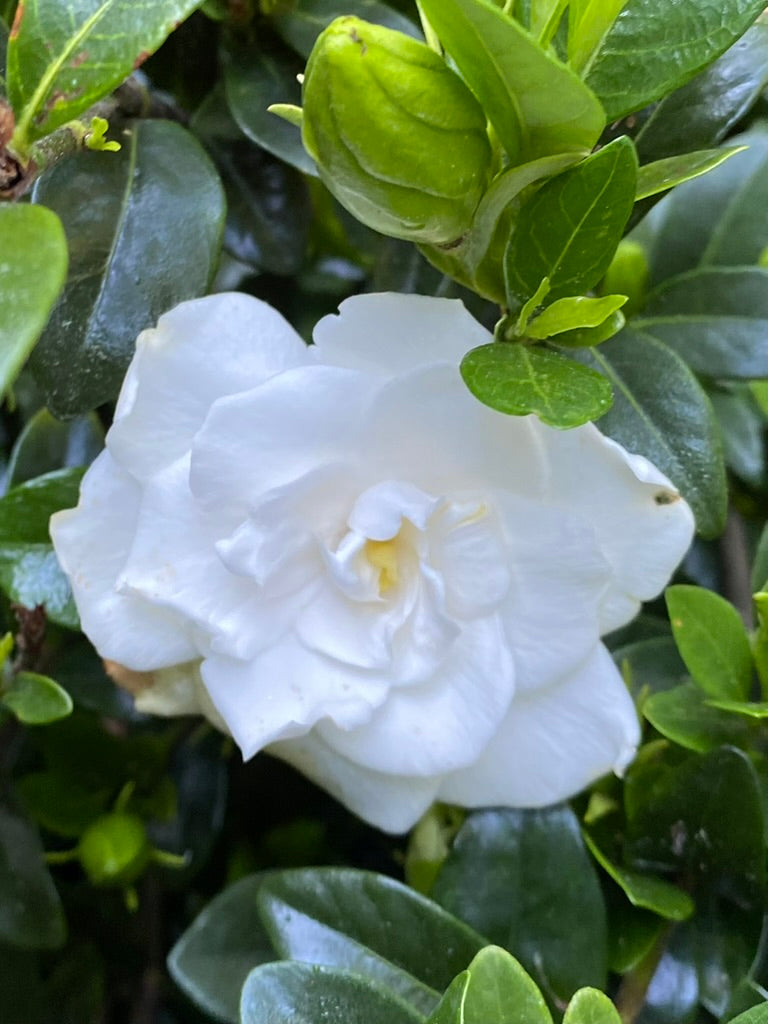 Accessories – Aster Rose