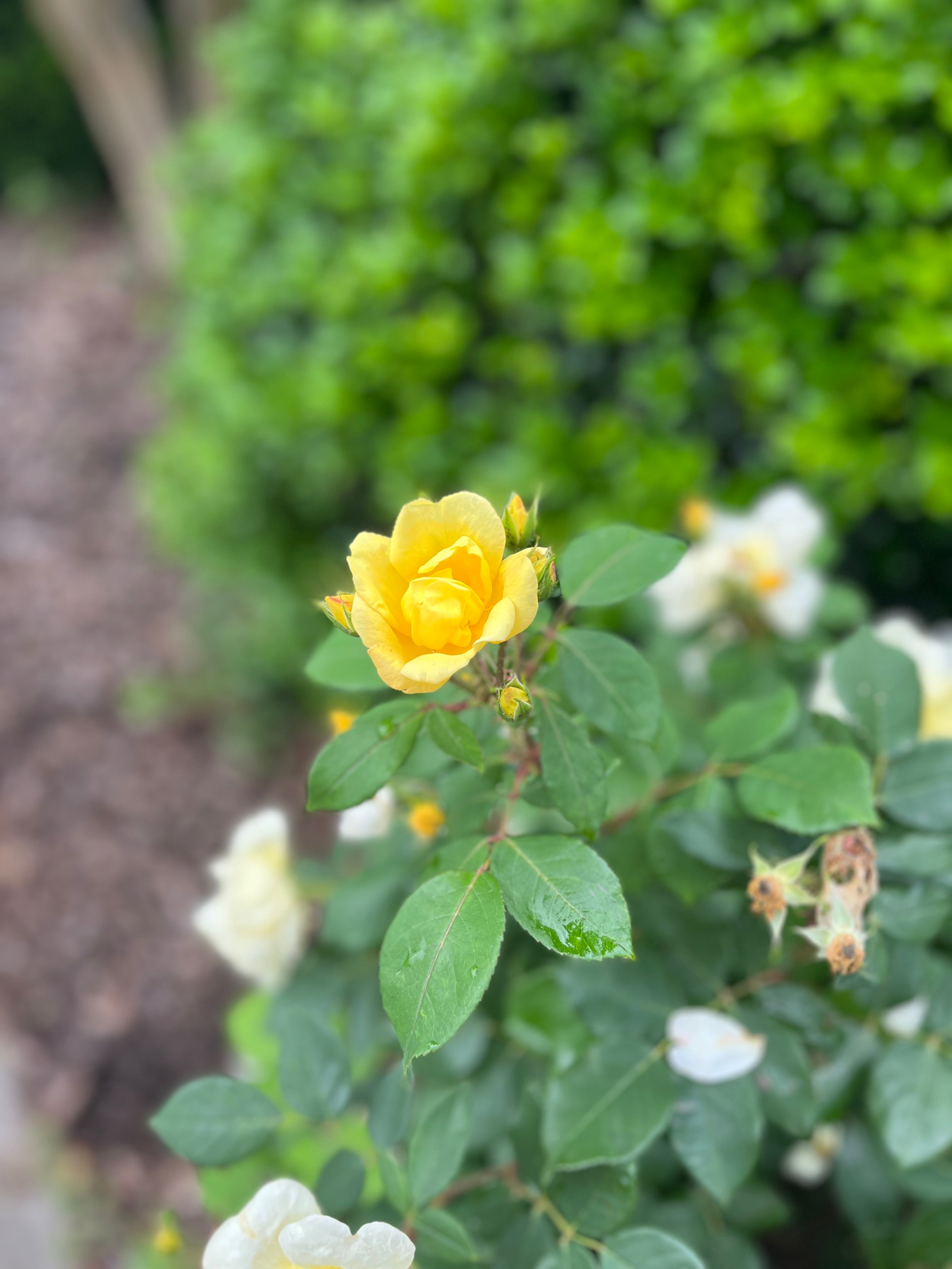 Plus Size – Aster Rose