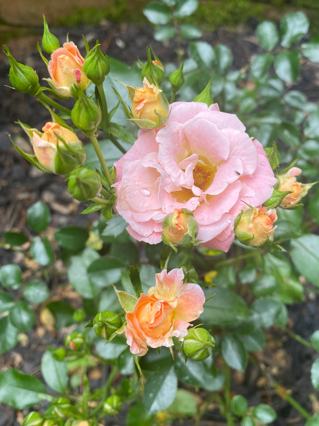 New Arrivals – Aster Rose