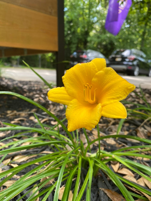 Collections – Aster Rose