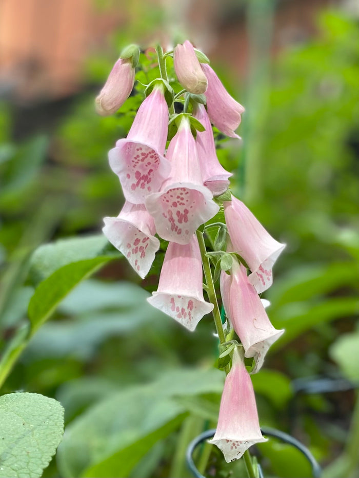 Collections – Aster Rose