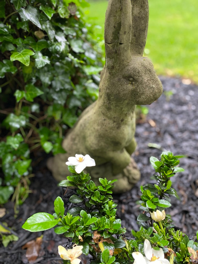 Seasonal and Holiday – Aster Rose